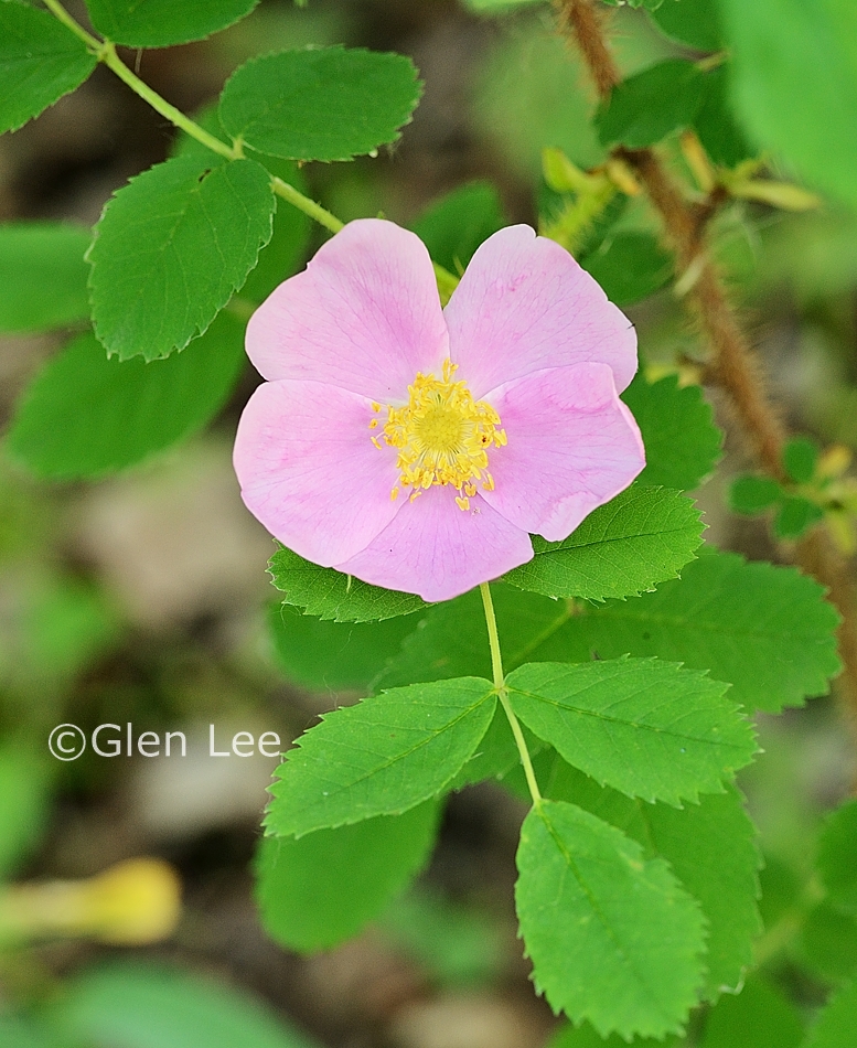 Rosa acicularis photos Saskatchewan Wildflowers